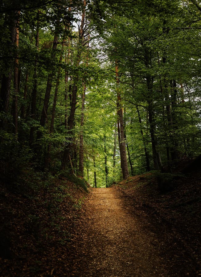 Bright Path in the Dark Forest with High Trees Stock Image - Image of ...