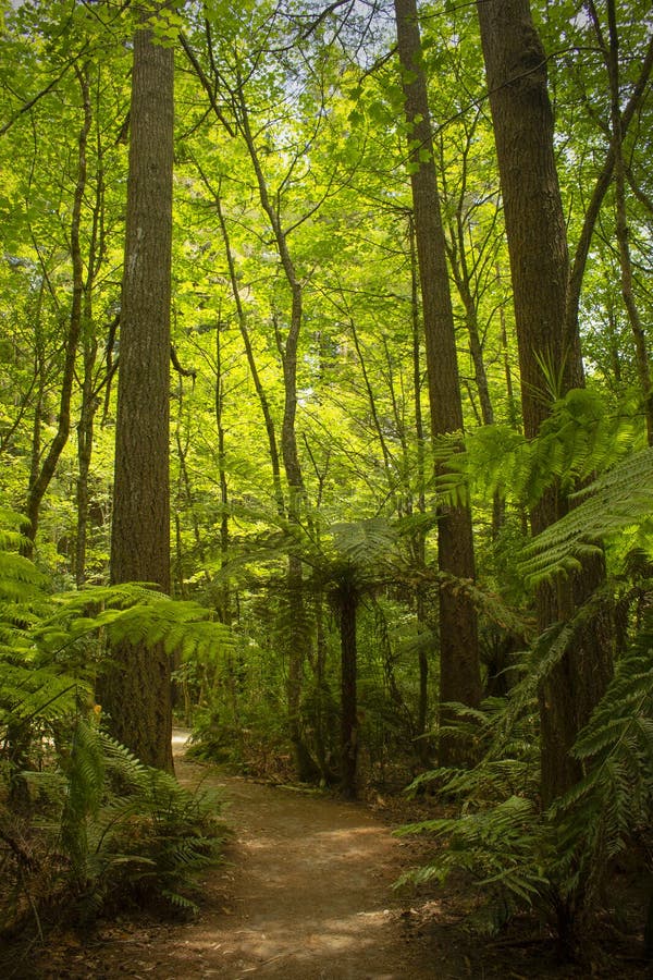 Bright Path Leading through Young Forest and Ferns Stock Photo - Image ...