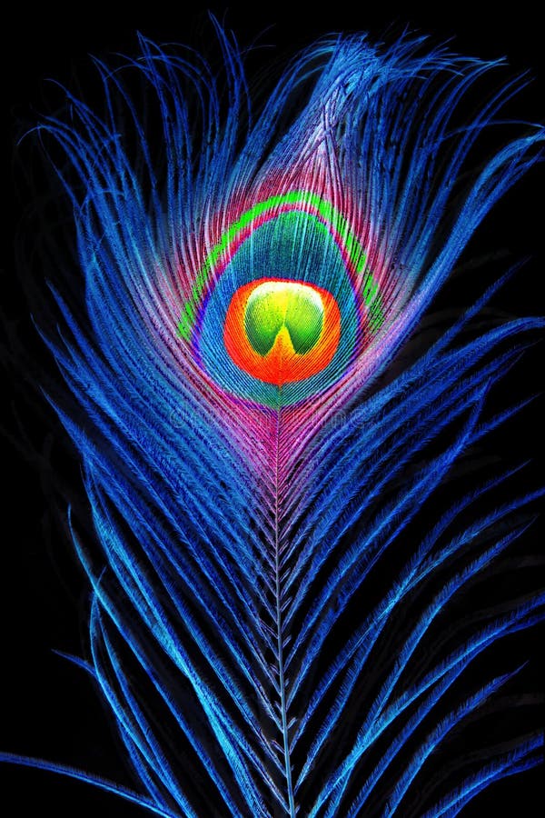 Bright Peacock Feather in Neon Light on a Black Background Stock Image ...