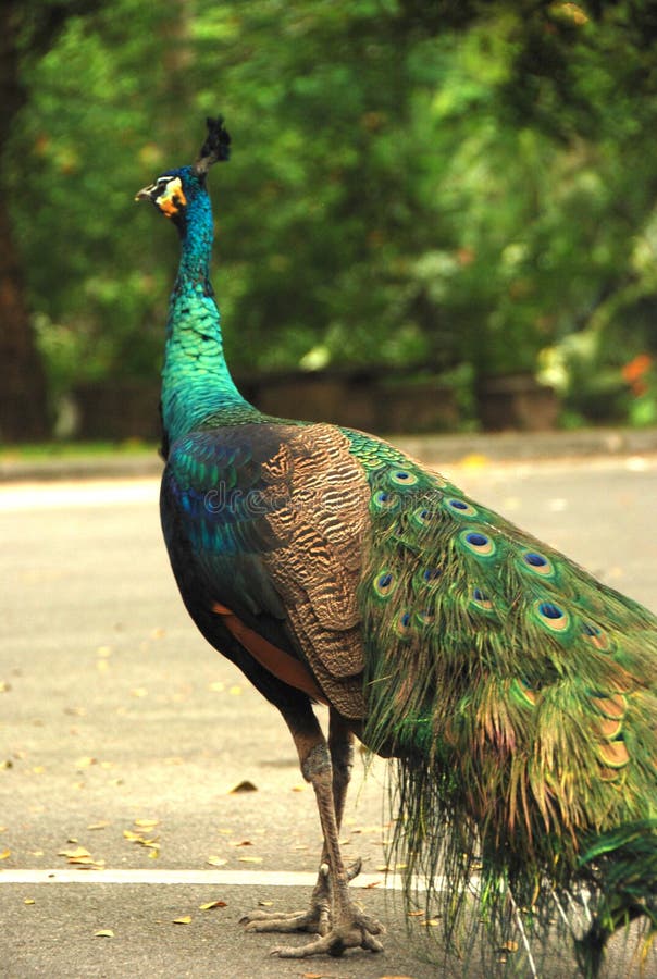 The Bright Peacock is Standing Gracefully on the Road Stock Image ...