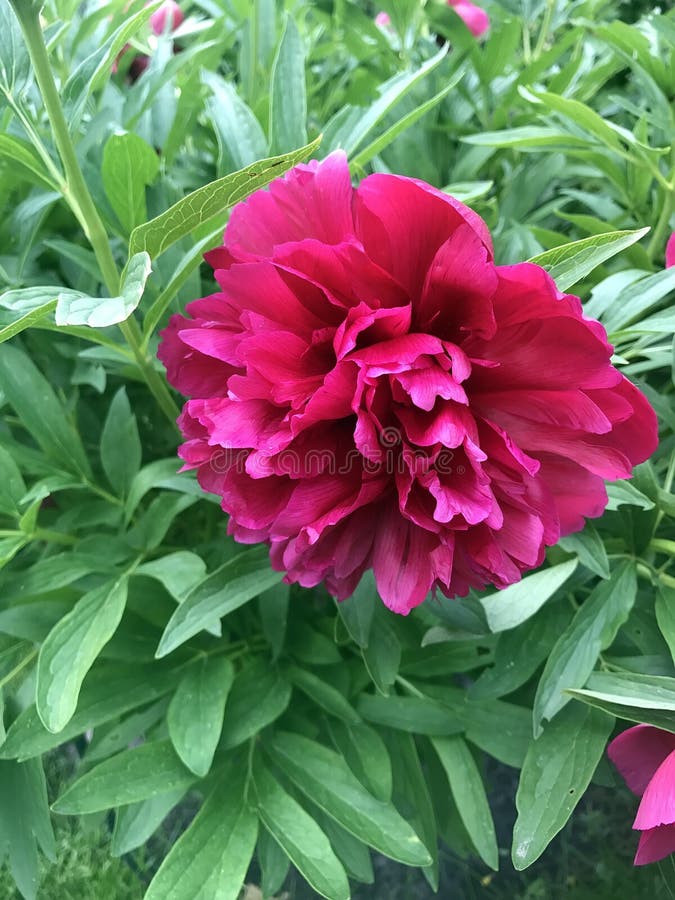Bright Peony Blooms in the Garden Stock Photo - Image of nature, color ...