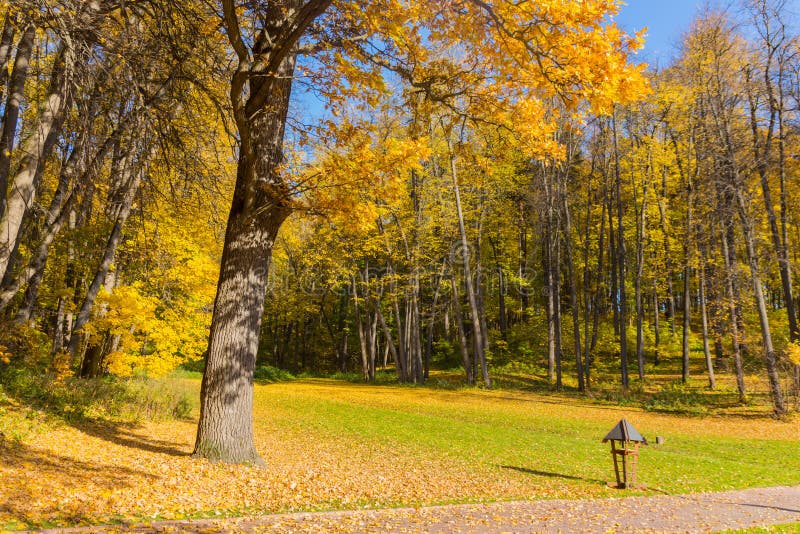 Bright Photo of Yellow Trees in the Park Stock Photo - Image of leaf ...