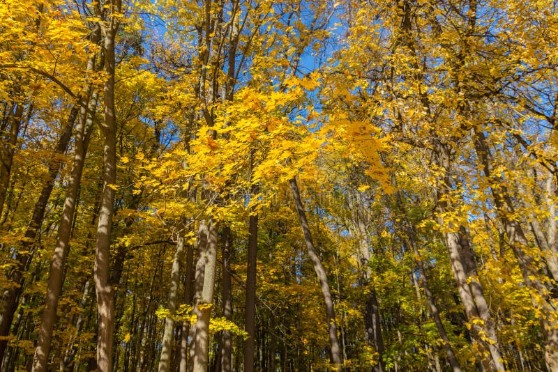 Bright Photo of Yellow Trees in the Park Stock Image - Image of trees ...