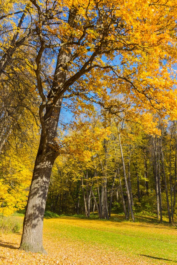 Bright Photo of Yellow Trees in the Park Stock Photo - Image of fall ...