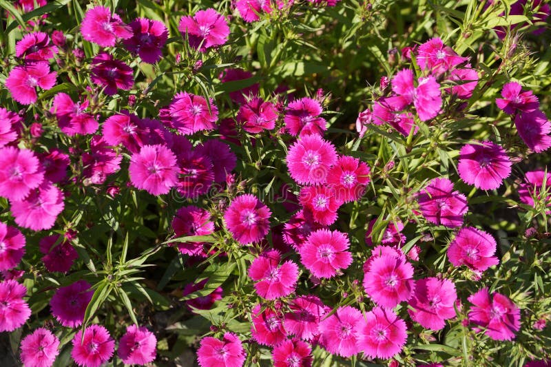 Bright Pink Alpine Carnation in Sunlight for Floral Background Stock ...