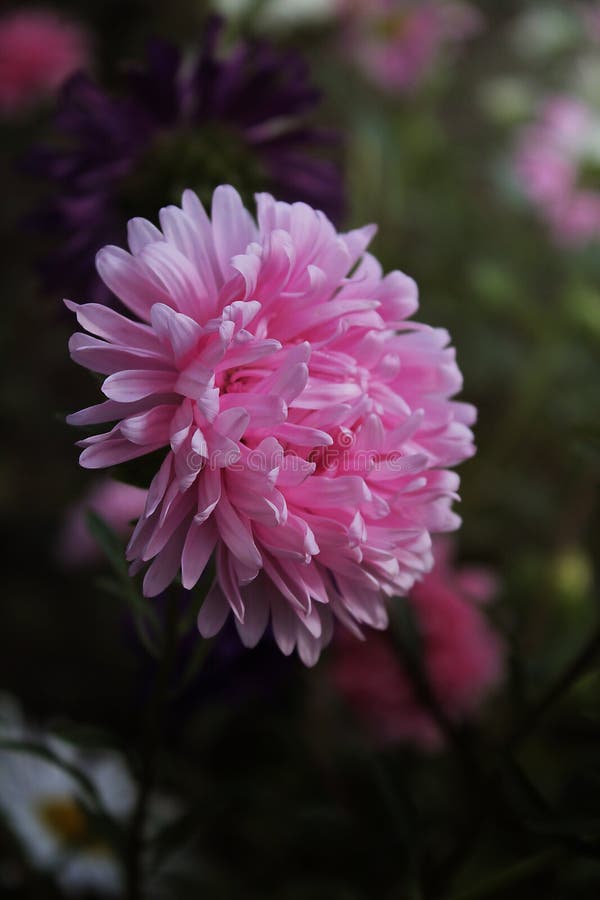 Bright Pink Aster Flower on a Dark Green Background Stock Image - Image ...