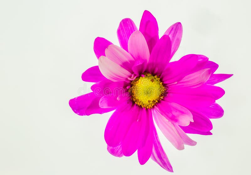 Bright Pink Aster Isolated on White Background Stock Photo - Image of ...