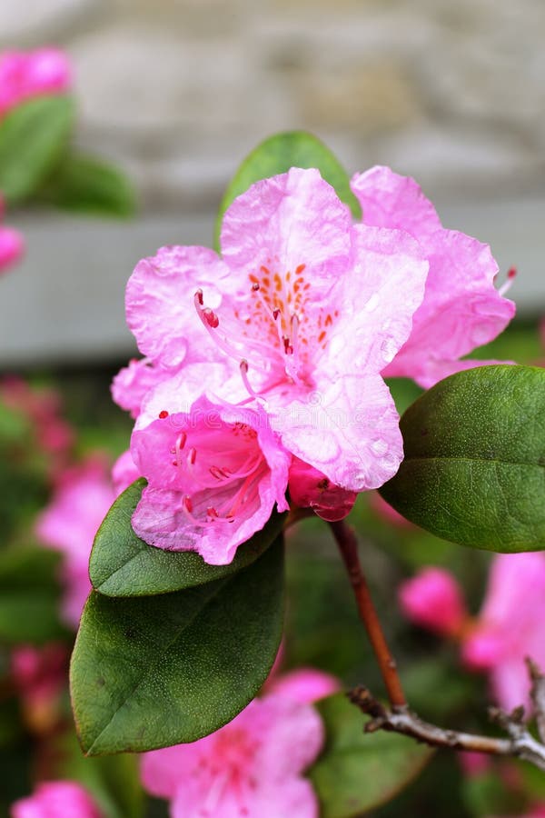 Bright Pink Azalea stock image. Image of freshness, liquid - 116741949