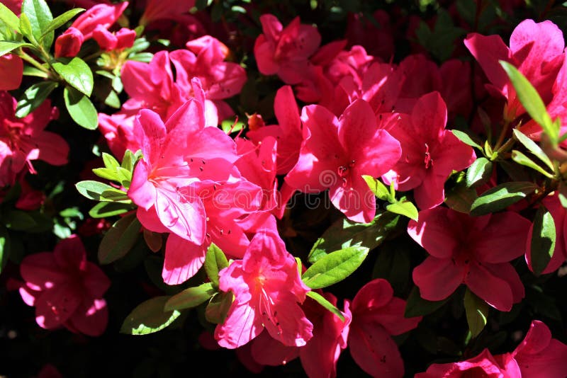 296 Deciduous Azaleas Photos - Free & Royalty-Free Stock Photos from ...