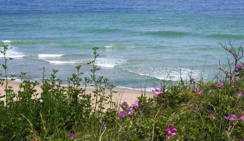 Pink beach roses on Cape stock photo. Image of aqua - 158194492