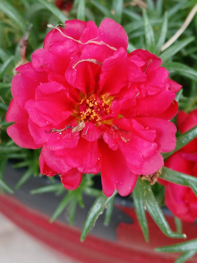 Bright Pink Bloom II stock image. Image of plant, wildflower - 249080085