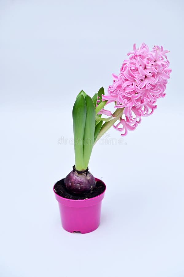 Bright Pink Blooming Hyacinth Plant in a Pot on a White Background ...
