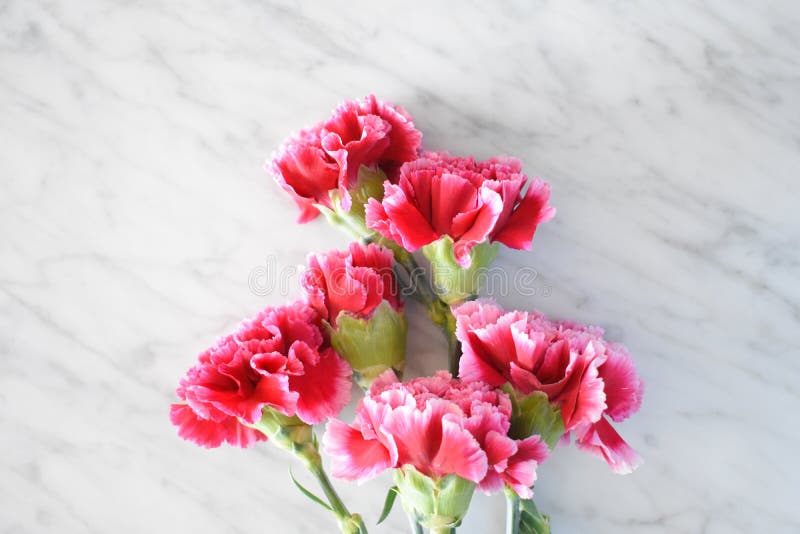 524 Magenta Carnations Photos - Free & Royalty-Free Stock Photos from ...