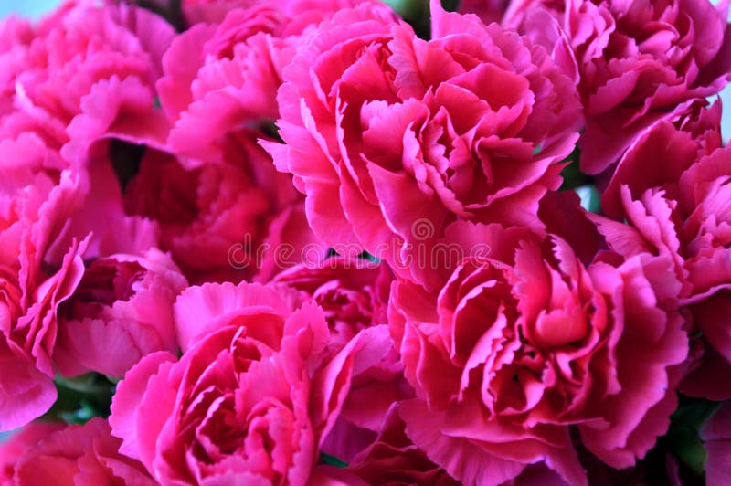 Bright Pink Carnations stock photo. Image of carnation - 100989380