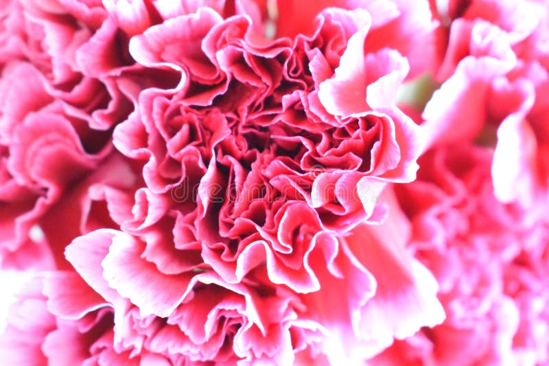 Bright pink carnations stock photo. Image of flowering - 97921704