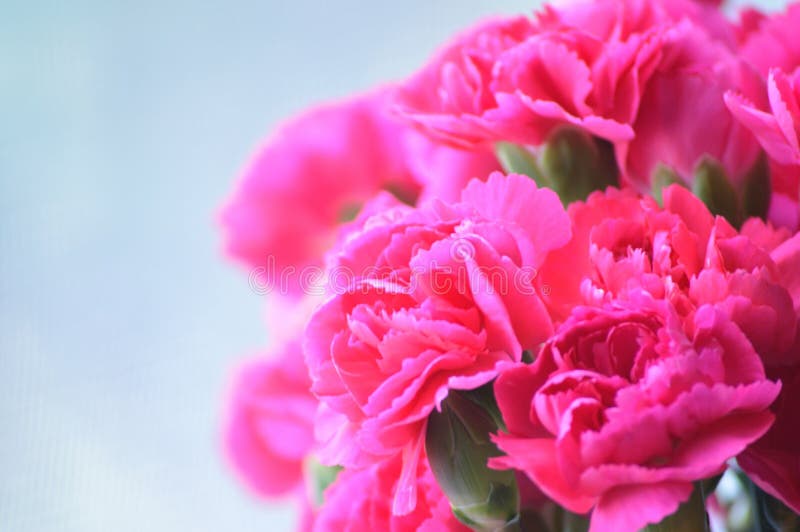 Bright Pink Carnations stock image. Image of blooming - 100988509
