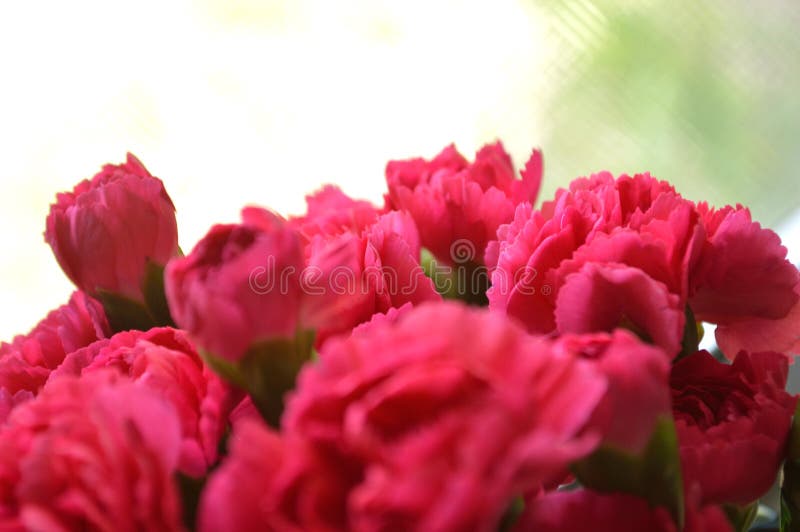 Bright Pink Carnations stock image. Image of bloom, pink - 100989853