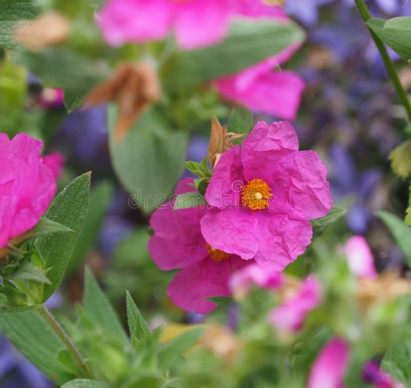 Pink Cistus Flowering in a Garden in West Sussex Stock Photo - Image of ...