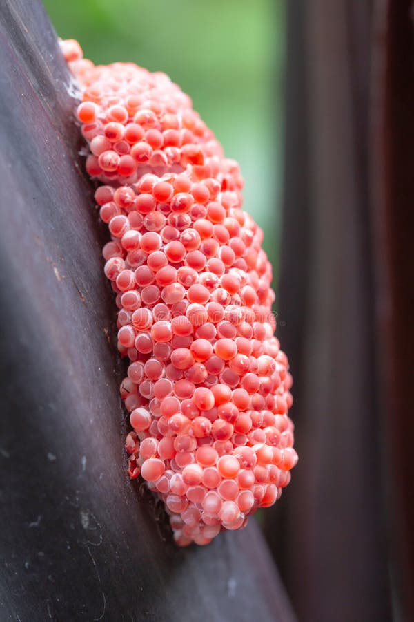 The Apple Snail are Laying Eggs on the Wooden Stake. Stock Photo ...