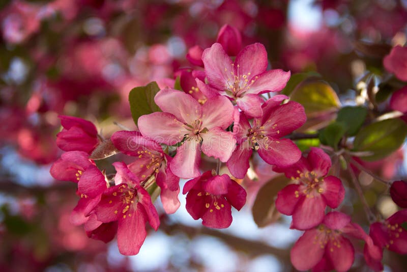 Bright Pink Colored Blooms on a Tree Stock Photo - Image of fallon ...
