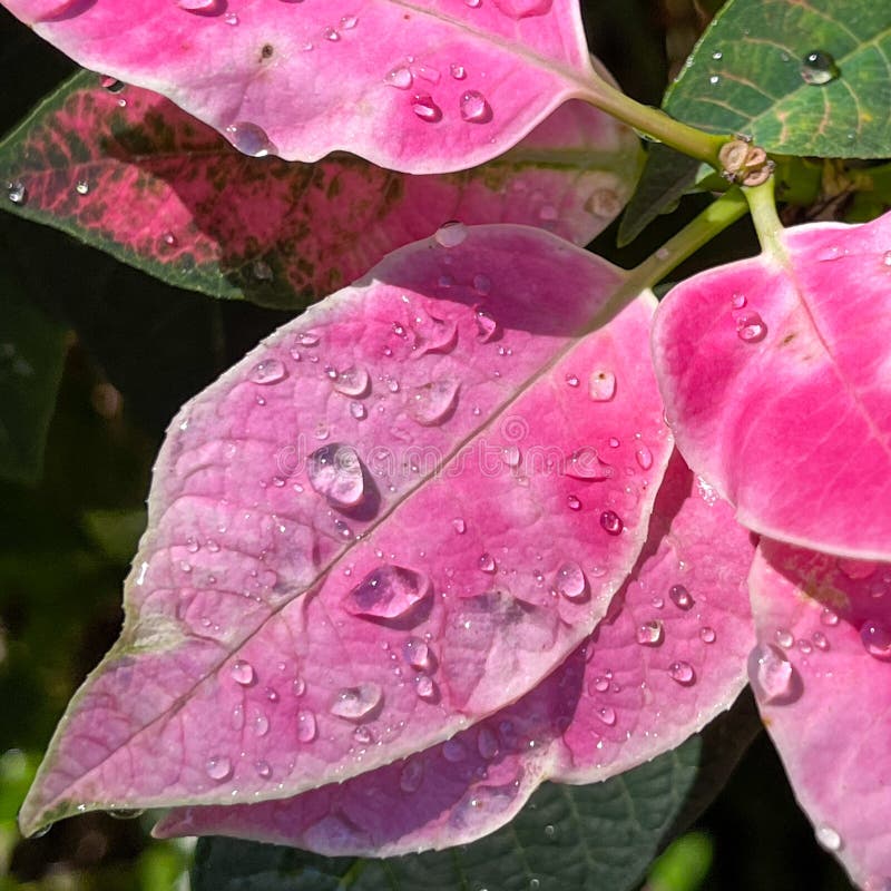 A Bright Pink Copper Shrub at a Botanical Garden Stock Image - Image of ...