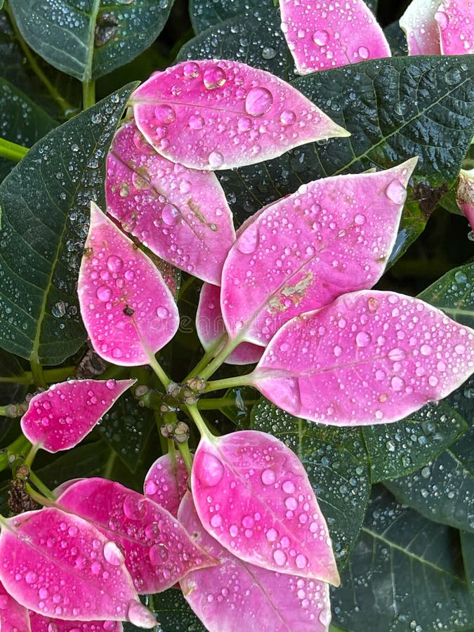 A Bright Pink Copper Shrub at a Botanical Garden Stock Image - Image of ...