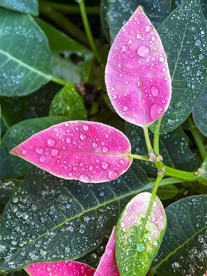 A Bright Pink Copper Shrub at a Botanical Garden Stock Image - Image of ...