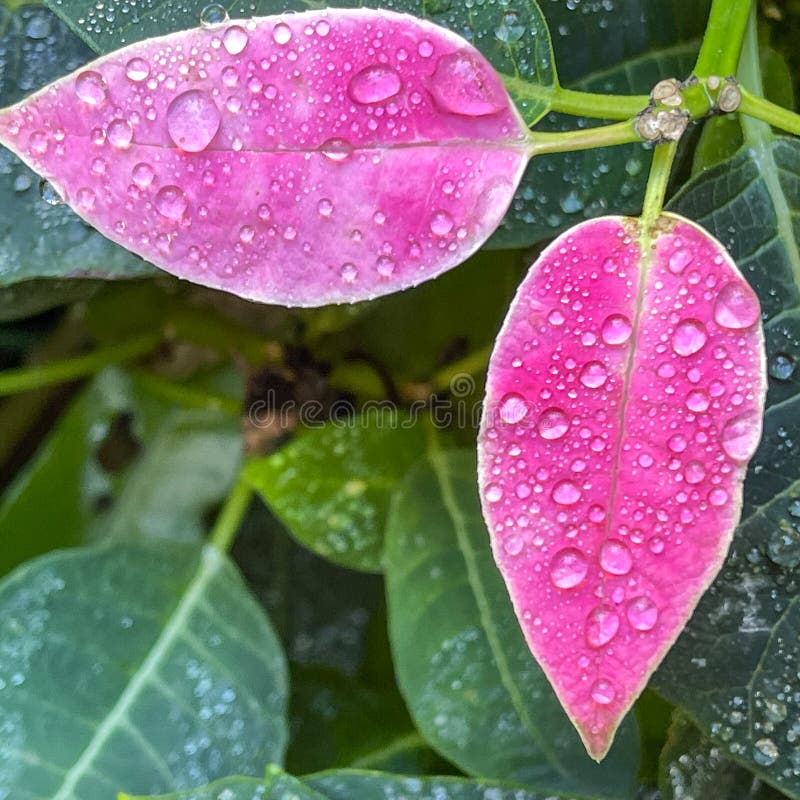 A Bright Pink Copper Shrub at a Botanical Garden Stock Image - Image of ...