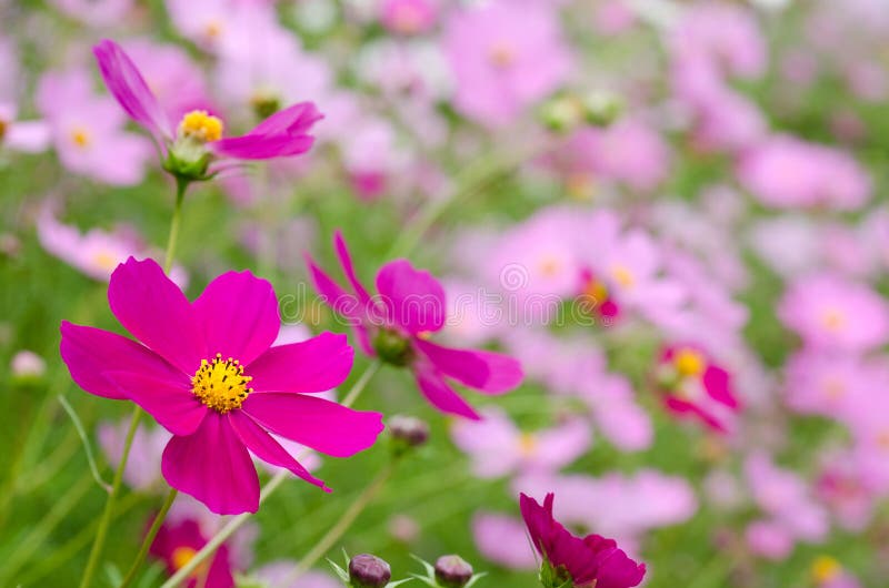 Bright pink cosmos stock image. Image of nature, flower - 27545337