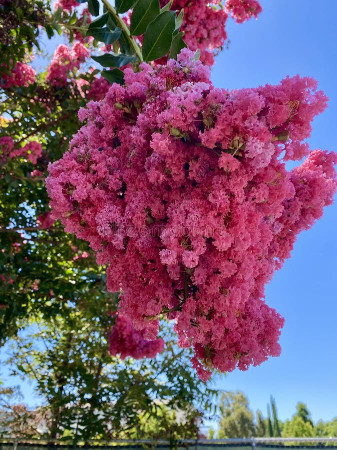 Pink Crape Myrtle Blossoms, Pink Flowering Tree Stock Image - Image of ...