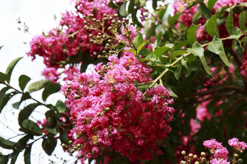 Pink Crepe Myrtle Flowering Tree in Bloom Stock Photo - Image of warmer ...
