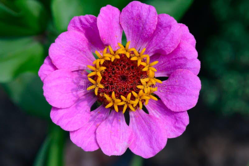 Bright Pink Cynia Flower. Top View Stock Image - Image of daisy, cynia ...