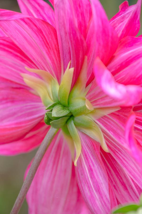 A Vibrant Pink Flower Blooming in the Garden. Stock Photo - Image of ...