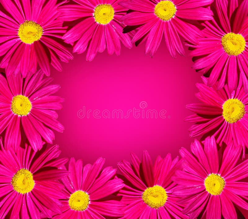 Bright pink flower frame stock photo. Image of board - 29933286