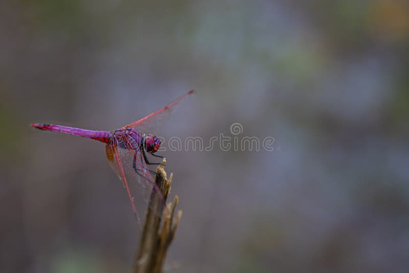 Bright Pink Dragonfly on a Stem on a Blurred Background Stock Photo ...