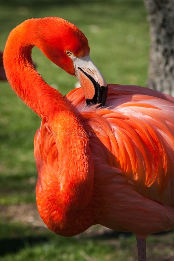 Bright Pink Flamingo on the Green Background Stock Image - Image of ...