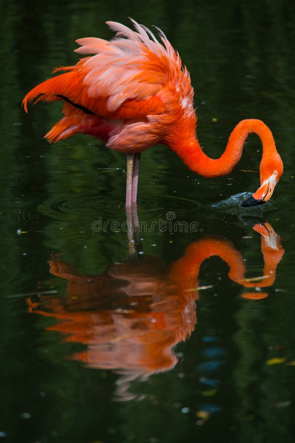 Pink Flamingo and Its Reflection Stock Photo - Image of bird, pink ...