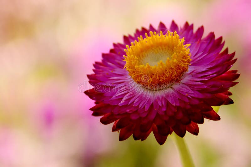 Bright Pink Flower stock photo. Image of closeup, rural - 531252