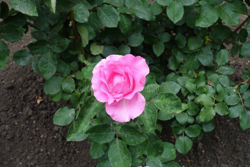 1 Bright Pink Flower of Rose in Mid June Stock Photo - Image of park ...