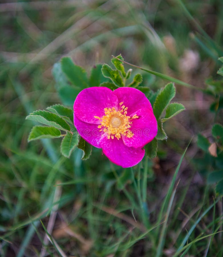 Bright Pink Flower Petals stock image. Image of petals - 125484057