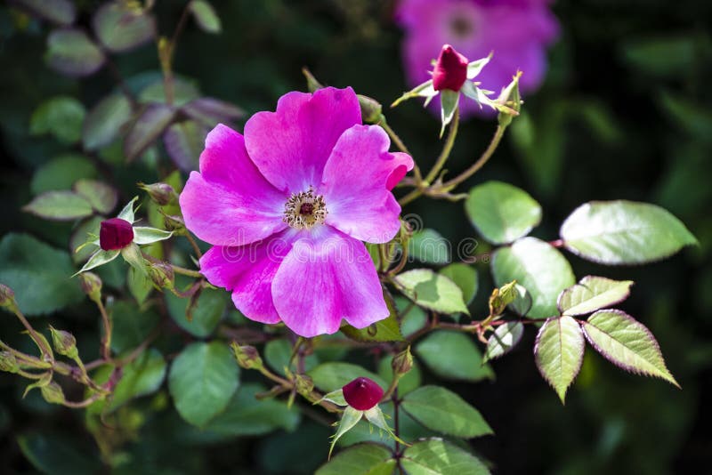 Bright Pink Flower of a Shining Rose, Latin: Rosa Nitida Stock Photo ...