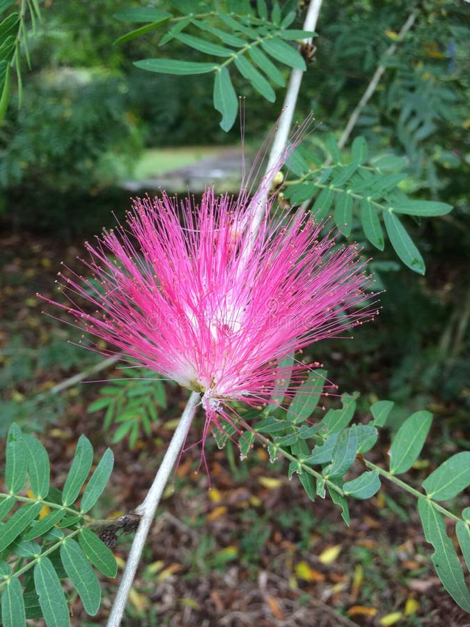 Bright pink flower stock photo. Image of pink, pollen - 52228276
