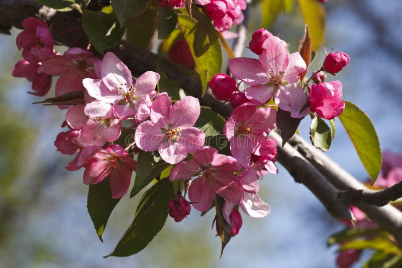 Bright pink flowering tree stock photo. Image of fruit - 54879428