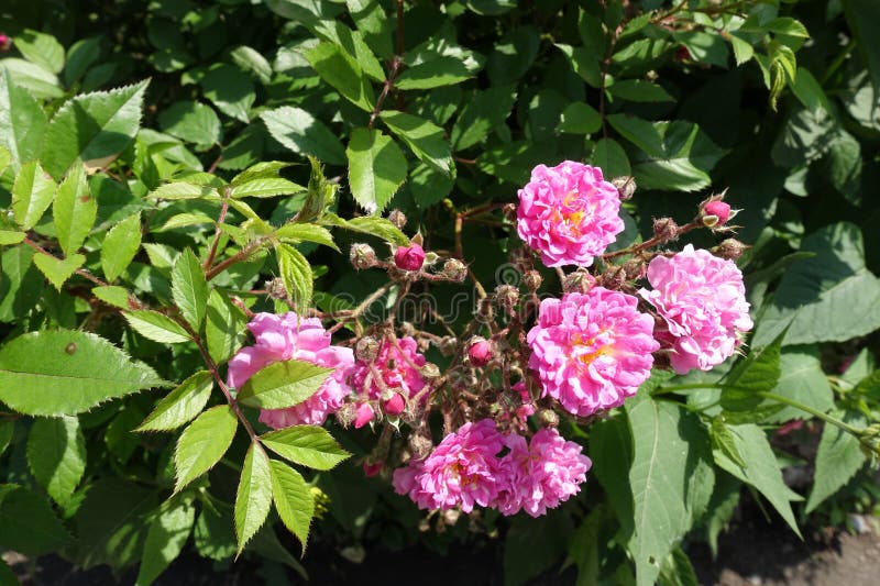 Bright Pink Flowers and Buds of Semi-double Rose in June Stock Image ...