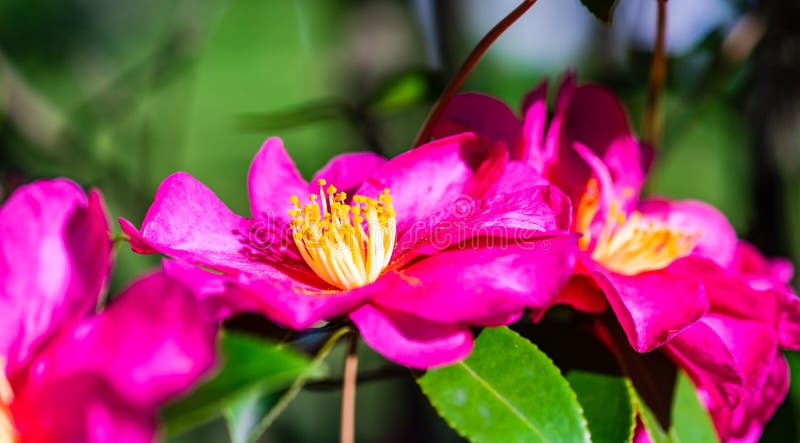 Bright Pink Flowers on the Gardenia Tree Stock Photo - Image of tree ...