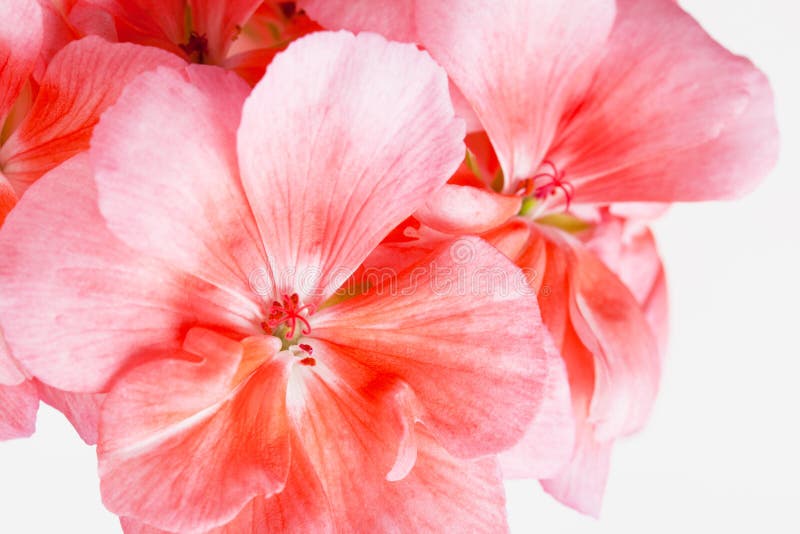 Bright Pink Flowers of a Geranium Stock Image - Image of gardening ...