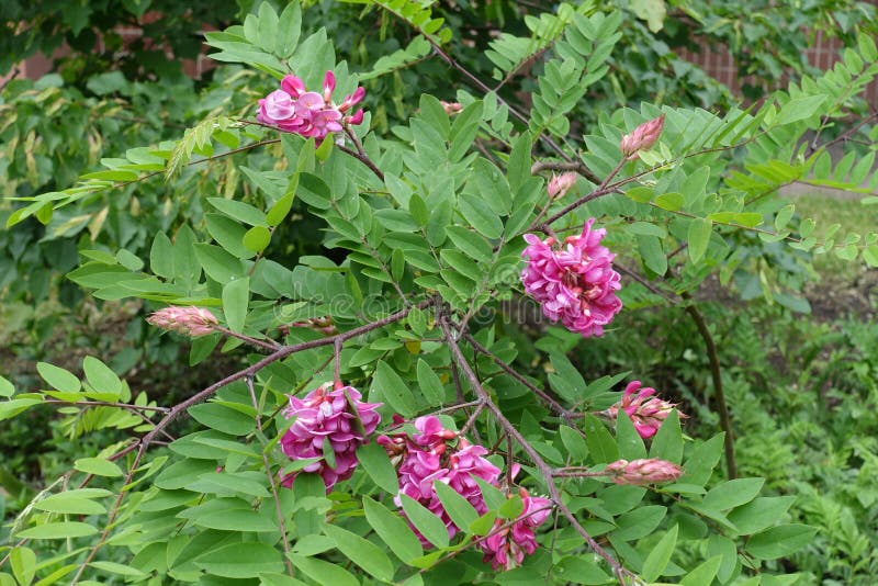 Bright Pink Flowers in the Leafage of Robinia Viscosa Stock Image ...