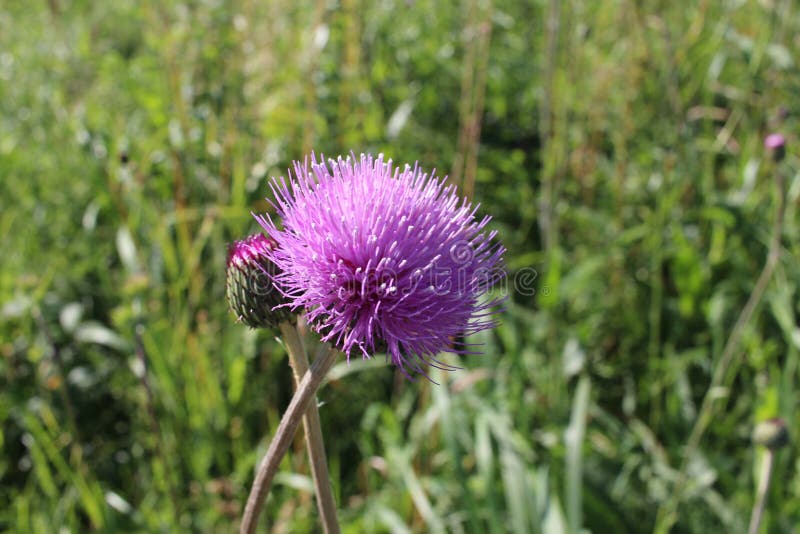 Bright Pink Flowers Prickly Weeds with Thorns in the Grass Burdock ...
