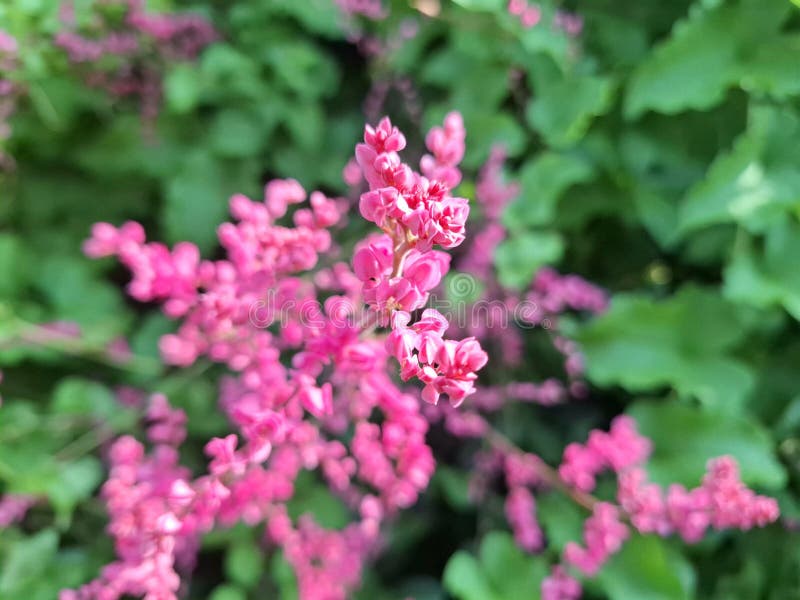 Bright Pink Flowers on the Side of the Road, Very Beautiful Stock Photo ...