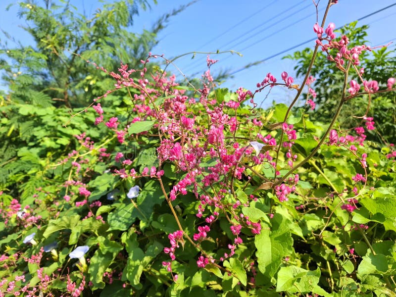 Bright Pink Flowers on the Side of the Road, Very Beautiful Stock Photo ...
